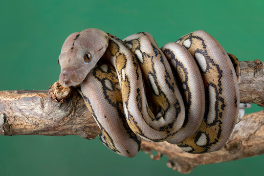 "Asiatic Reticulated Python" Images – Browse 2,333 Stock Photos ...