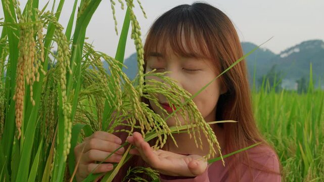 "Rice Crop" Images – Browse 1,096 Stock Photos, Vectors, and Video ...