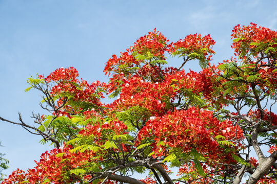รูปภาพ"Flamboyant – เลือกดูภาพถ่ายสต็อก เวกเตอร์ และวิดีโอ62,595 ...