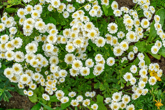 "Pyrethrum Parthenium" Images – Browse 159 Stock Photos, Vectors, and ...