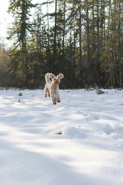 Golden Doodle Snow Images – Browse 4,129 Stock Photos, Vectors, and ...