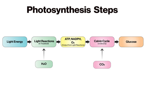 "Photosynthesis Process" Images – Browse 315 Stock Photos, Vectors, and ...
