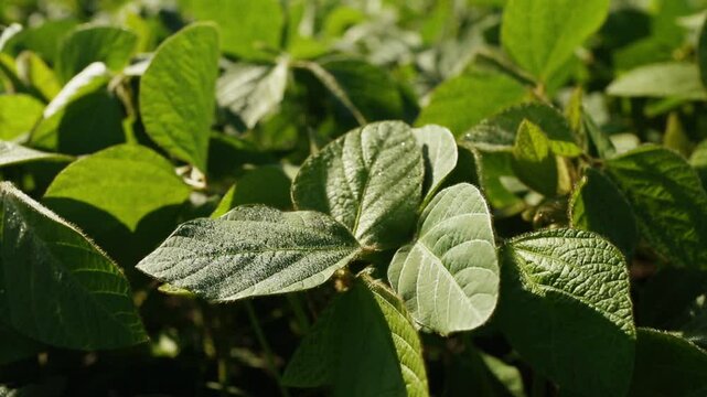 "Soybean Field" Images – Browse 3,018 Stock Photos, Vectors, and Video ...
