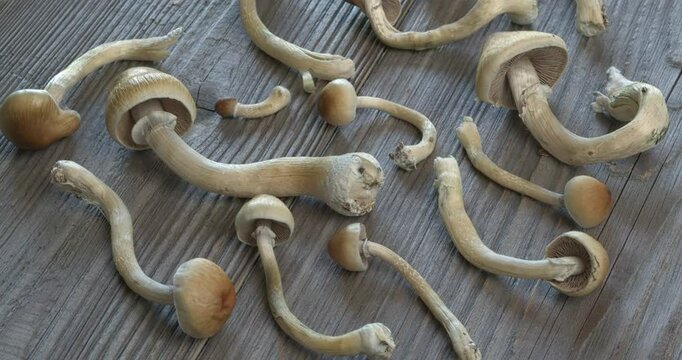 "Psilocybe Cubensis" Images – Browse 2,554 Stock Photos, Vectors, and ...