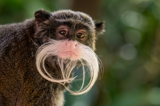 monkeys with mustaces