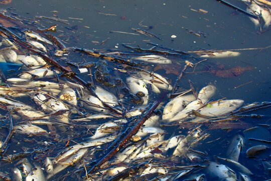 "Fish Kill" Imagens – Procure 881 fotos, vetores e vídeos | Adobe Stock