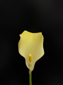 "Yellow Calla Lily" Images – Browse 914 Stock Photos, Vectors, and ...