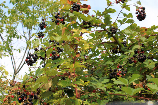 "Wild Blackberries" Images – Browse 237 Stock Photos, Vectors, and ...