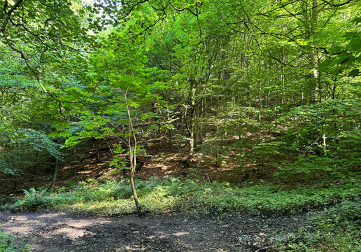 Underbrush Images – Browse 154,068 Stock Photos, Vectors, and Video ...