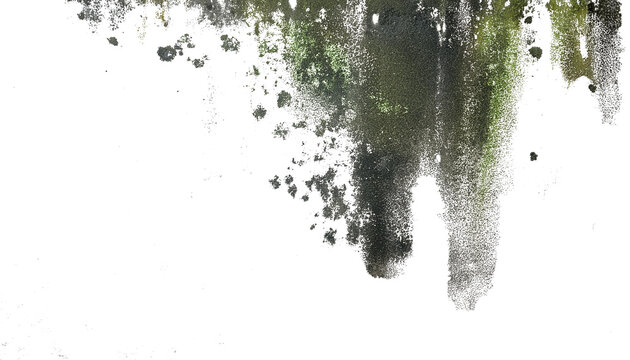 "Filamentous Fungi" Images – Browse 502,864 Stock Photos, Vectors, and ...