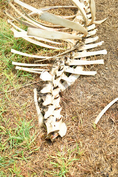 Animal Carcass"」の写真素材 | 98,999件の無料イラスト画像 | Adobe Stock