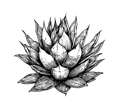 Agave Images – Browse 12,703 Stock Photos, Vectors, and Video | Adobe Stock