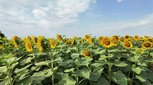 "Warm Weather" Images – Browse 30,270 Stock Photos, Vectors, and Video ...