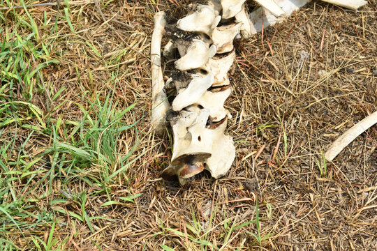 Animal Carcass"」の写真素材 | 98,999件の無料イラスト画像 | Adobe Stock