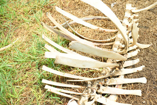 Animal Carcass"」の写真素材 | 98,999件の無料イラスト画像 | Adobe Stock