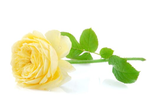 "Rose Isolated" Images – Browse 1,081 Stock Photos, Vectors, and Video ...