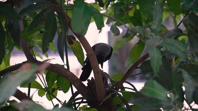 "Black Crow" Images – Browse 10,213 Stock Photos, Vectors, and Video ...