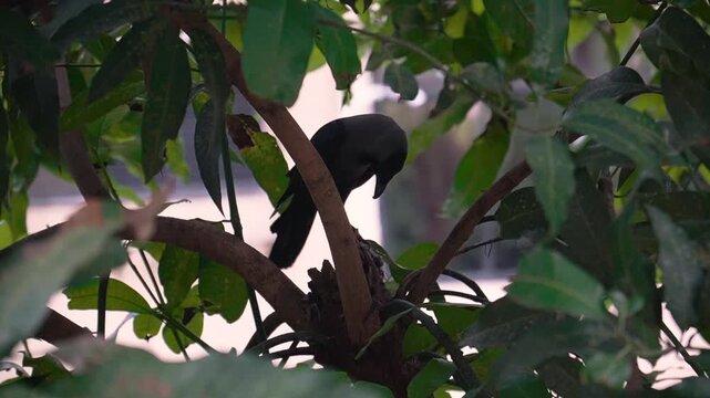 "Black Crow" Images – Browse 10,213 Stock Photos, Vectors, and Video ...