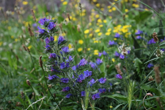 "Balu - Images et vidéos libres de droits | Adobe Stock