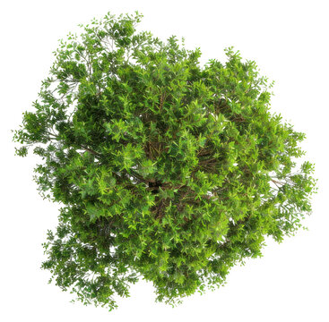 Tree Plan View Images – Browse 98,185 Stock Photos, Vectors, and Video ...