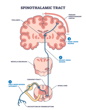 spinothalamic tract simple diagram
