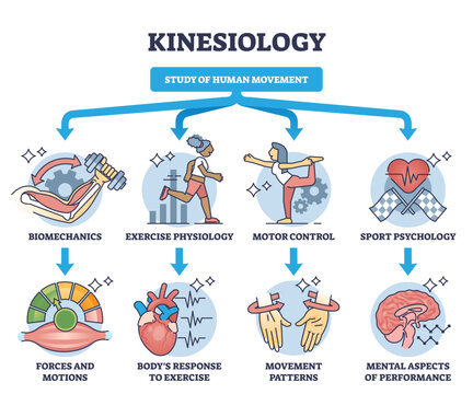 "Exercise Physiology" Images – Browse 683 Stock Photos, Vectors, and ...