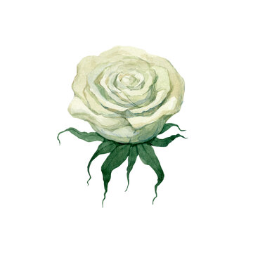"Rose Isolated" Images – Browse 1,081 Stock Photos, Vectors, and Video ...