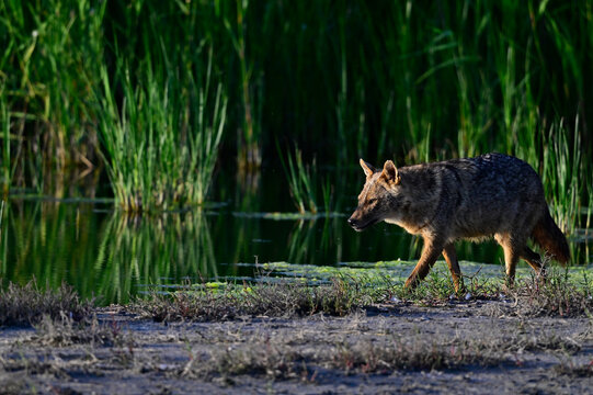 Canis Aureus"」の写真素材 | 2,333件の無料イラスト画像 | Adobe Stock