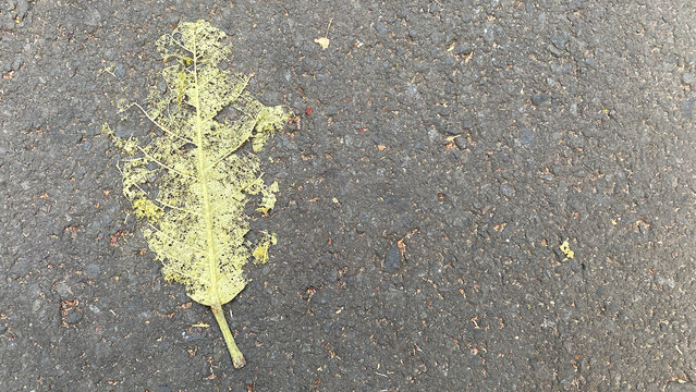 "Torn Leaf" Images – Browse 86 Stock Photos, Vectors, and Video | Adobe ...