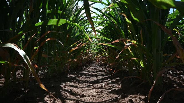 "Guinea Corn" Images – Browse 925 Stock Photos, Vectors, and Video ...