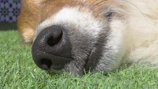 "Sheltie Dog" Images – Browse 437 Stock Photos, Vectors, and Video ...