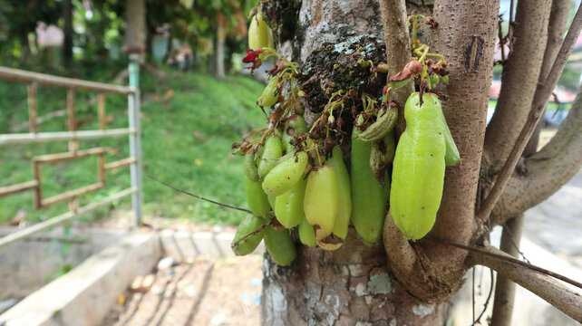 Belimbing Images – Browse 971 Stock Photos, Vectors, and Video | Adobe ...