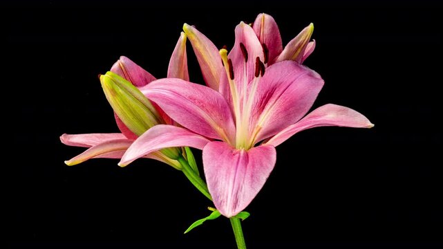 "Magic Lily" Images – Browse 849 Stock Photos, Vectors, and Video ...