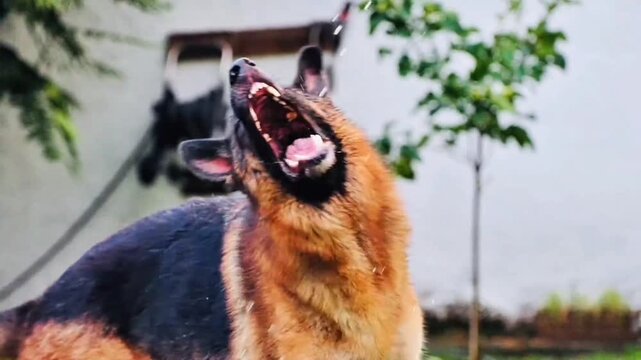 "German Shepherd Puppy" Images – Browse 1,104 Stock Photos, Vectors ...