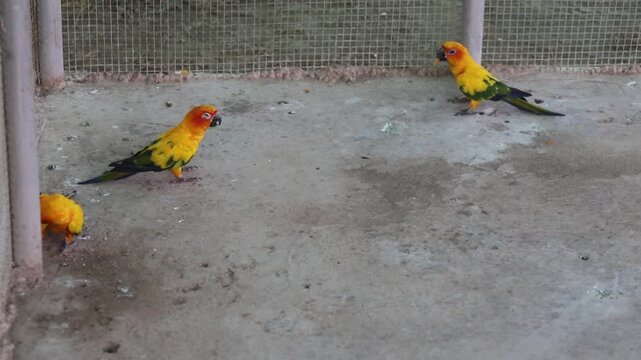 "Sun Conure" Images – Browse 5,060 Stock Photos, Vectors, and Video ...