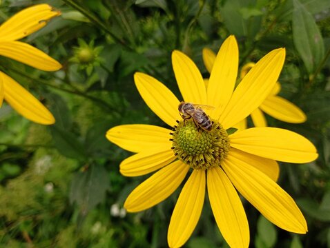 "Aerial Insect Net" Images – Browse 18,155 Stock Photos, Vectors, and ...