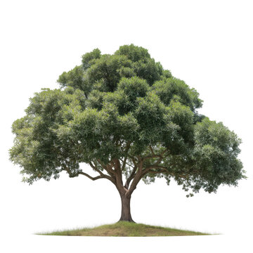 "Iron Tree"-Bilder: Stock-Fotos & -Videos. | Adobe Stock