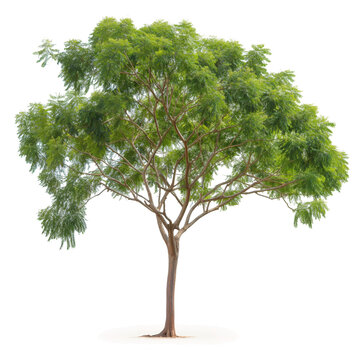 "Iron Tree"-Bilder: Stock-Fotos & -Videos. | Adobe Stock