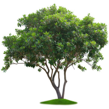 "Iron Tree"-Bilder: Stock-Fotos & -Videos. | Adobe Stock