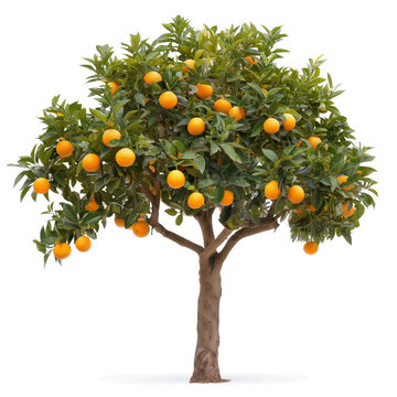 What Does An Orange Tree Look Like - Infoupdate.org