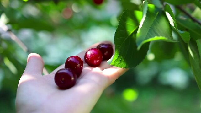 "Cherry Picking" - Images et vidéos libres de droits | Adobe Stock
