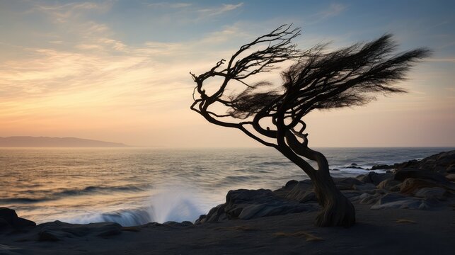 "Windswept Tree" Images – Browse 2,050 Stock Photos, Vectors, and Video ...