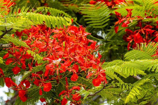 "Poinciana Regia" Images – Browse 10,874 Stock Photos, Vectors, and ...