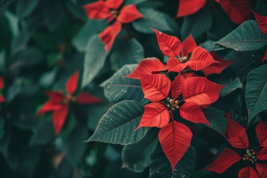 Julblommor bilder – Bläddra bland 347,441 stockfoton, vektorer och ...