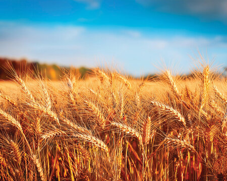 Crop Images – Browse 5,909,475 Stock Photos, Vectors, and Video | Adobe ...