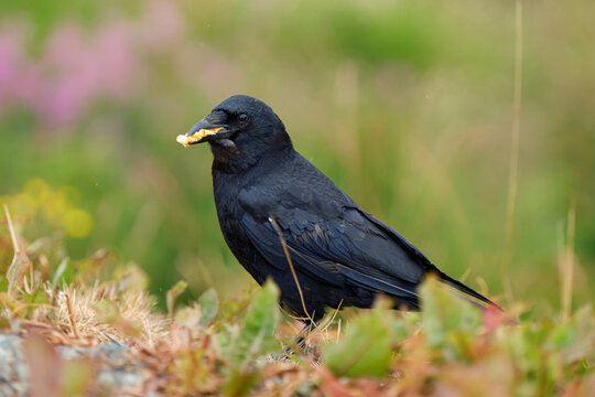 รูปภาพ"Crow – เลือกดูภาพถ่ายสต็อก เวกเตอร์ และวิดีโอ327,316 | Adobe Stock