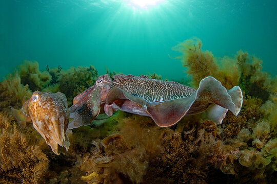 Australias Marine Life Images – HD & 4K Photos Free to Download | PikWizard