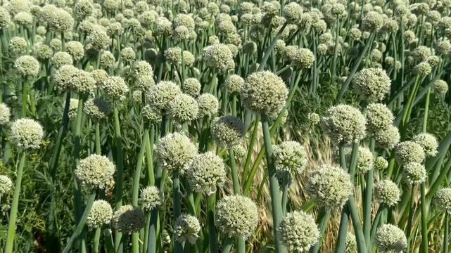 "Onion Seed" Imagens – Procure 1,795 fotos, vetores e vídeos | Adobe Stock