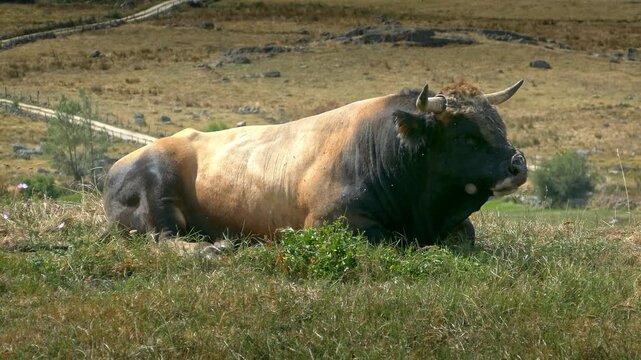 "Sitting Cow" Images – Browse 142 Stock Photos, Vectors, and Video ...