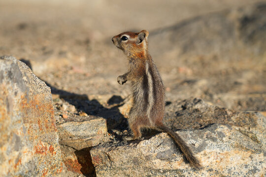 "Eastern Chipmunk" Images – Browse 2,768 Stock Photos, Vectors, and ...